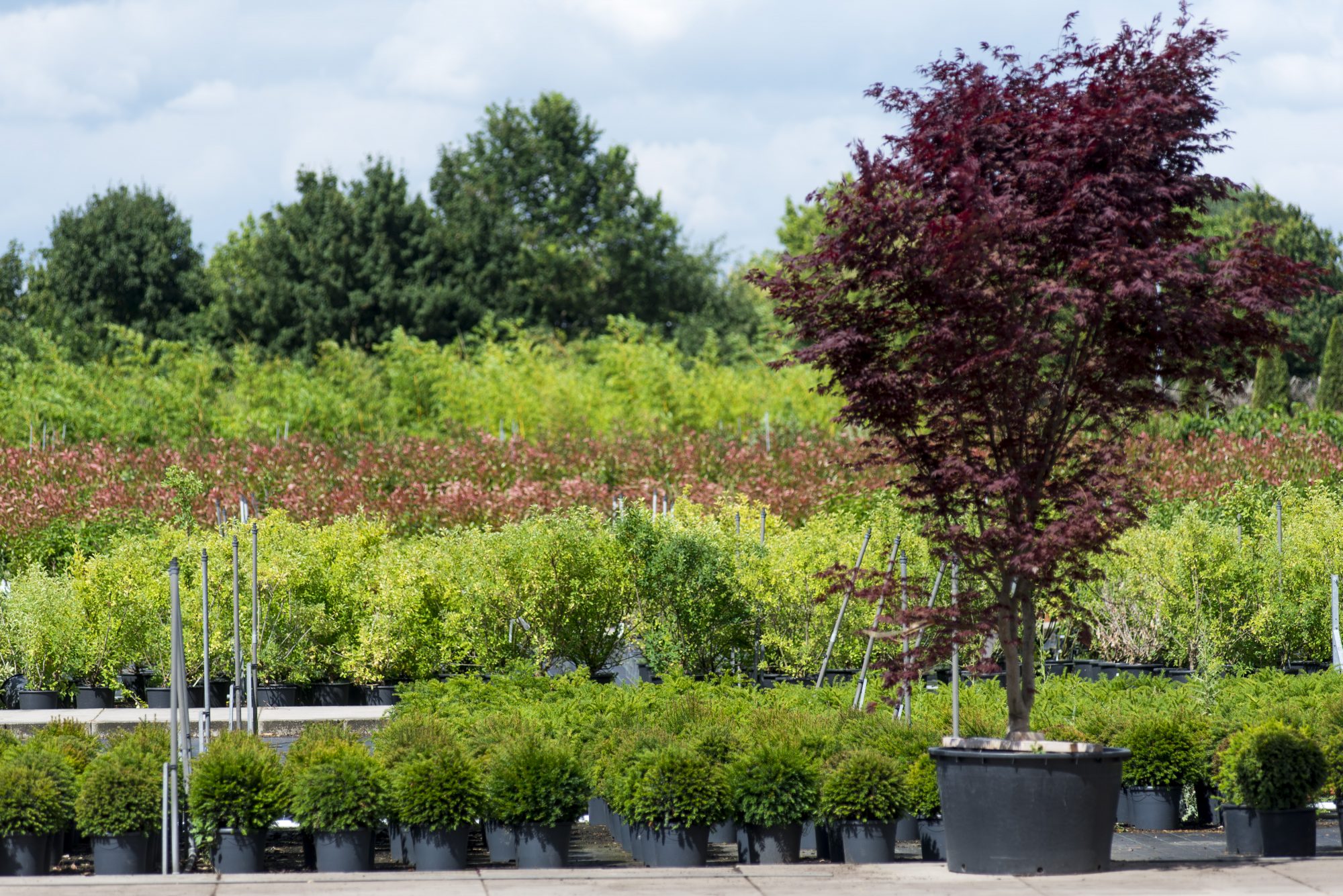 Galerie – Baumschule Peters